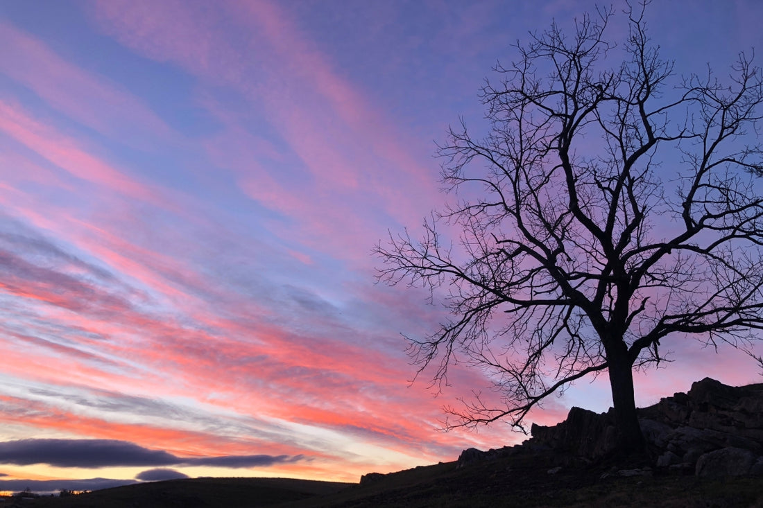 Black Walnut – Virginia Trees